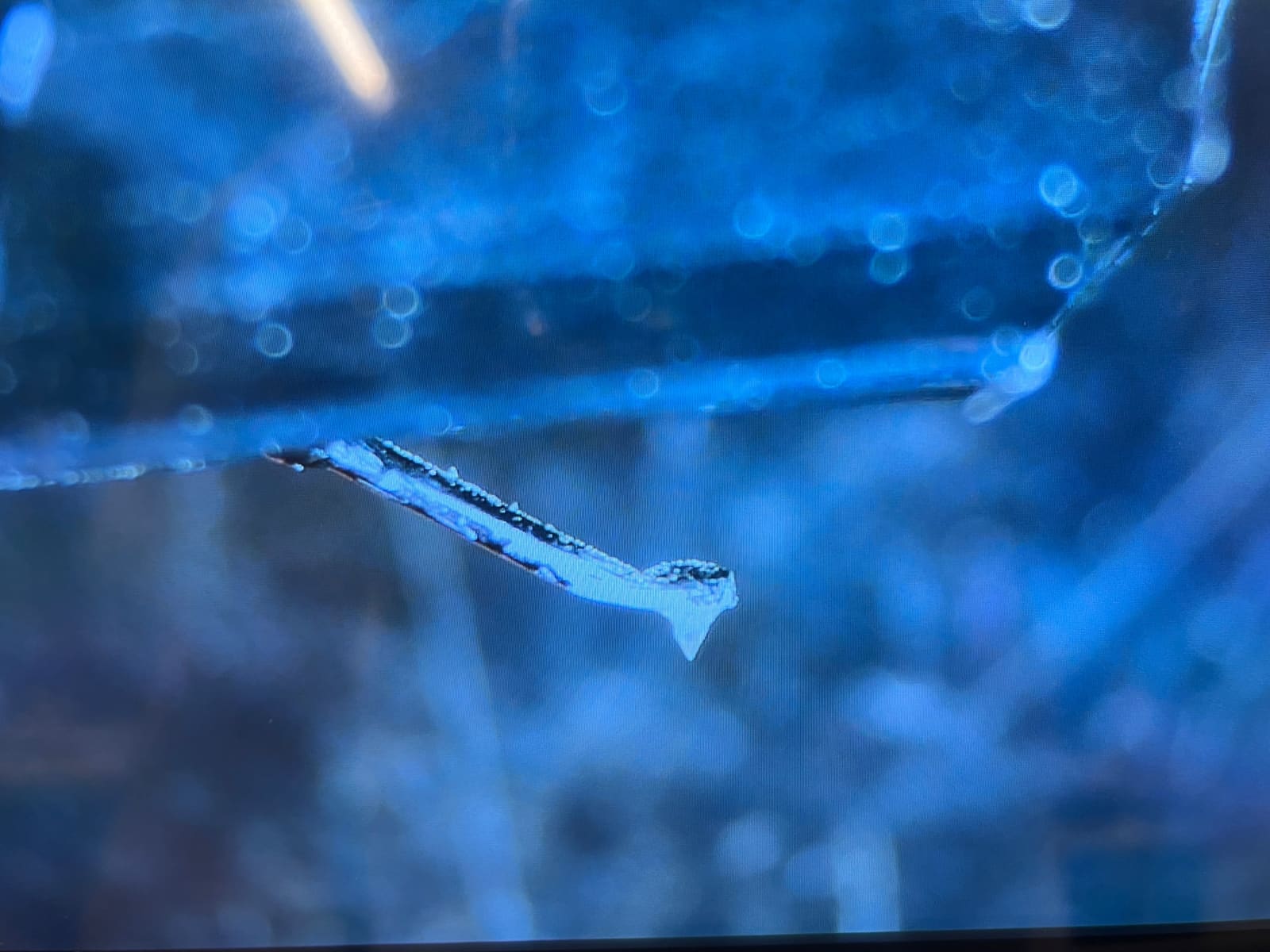 Grado Signature Series Phono Cartridge with TLZ stylus